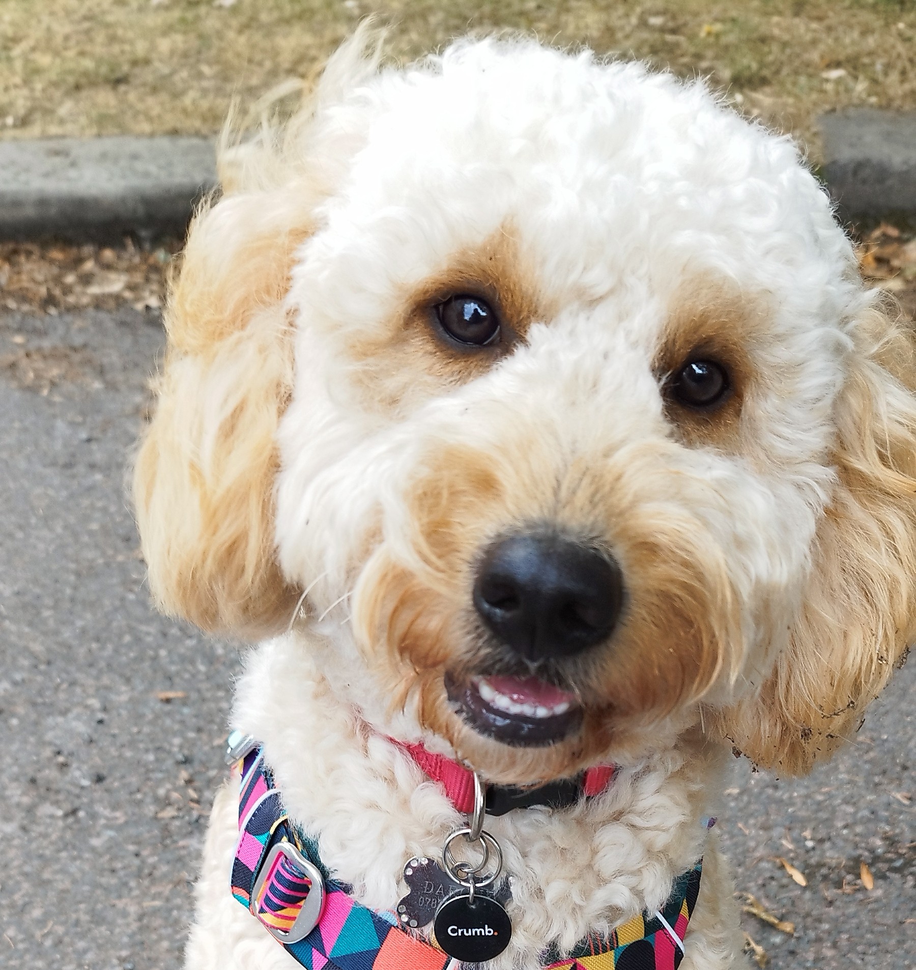 Can Dogs Smile? Decoding Canine Behaviour